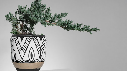 Box Elder Maple Bonsai: Growing and Care Guide