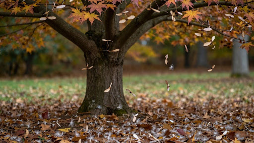 When Do Maple Trees Drop Their Seeds? Timing Explained