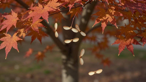 When Do Maple Trees Drop Their Seeds? Timing Explained
